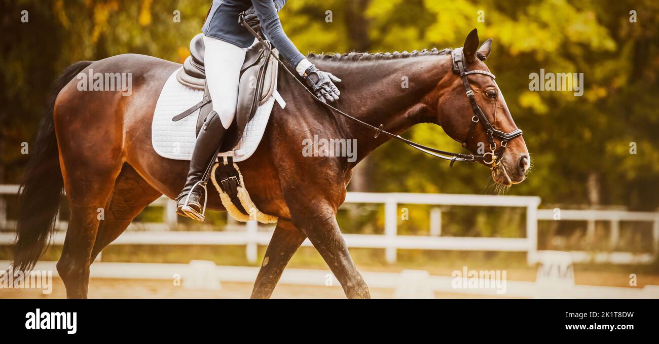 A rider in the saddle praises a bay horse, affectionately patting the ...