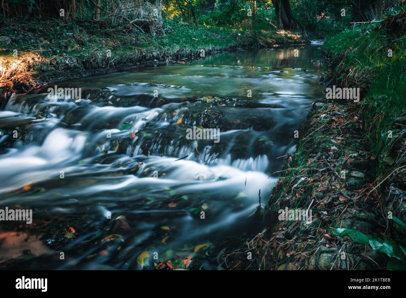 Stream forest duck hi-res stock photography and images - Alamy