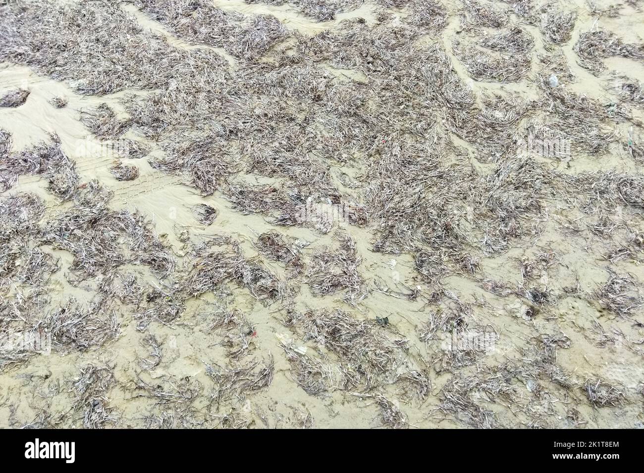 A sandy beach full of dry natural plants Stock Photo - Alamy