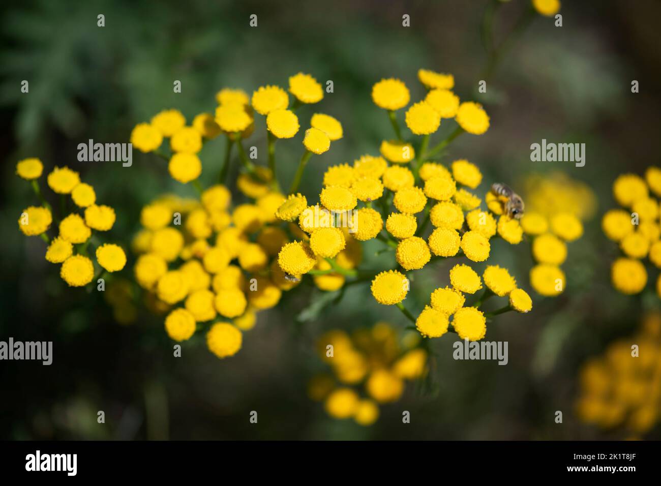 Yellow button flowers hi-res stock photography and images - Alamy