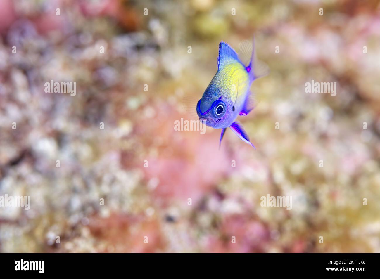 Stout chromis hi-res stock photography and images - Alamy