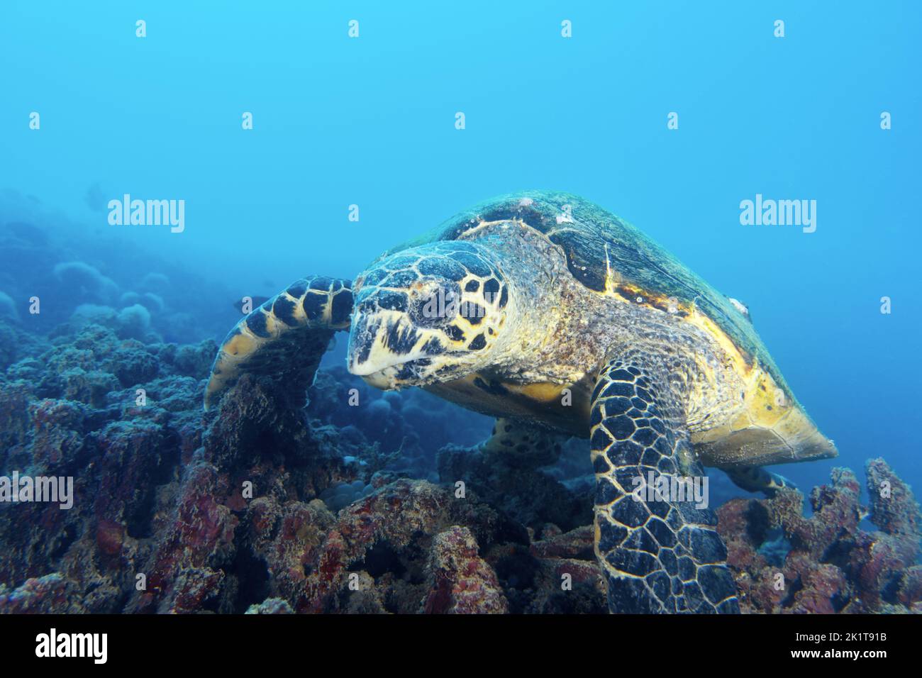 A Hawksbill sea turtle (Eretmochelys imbricata) is foraging over a ...