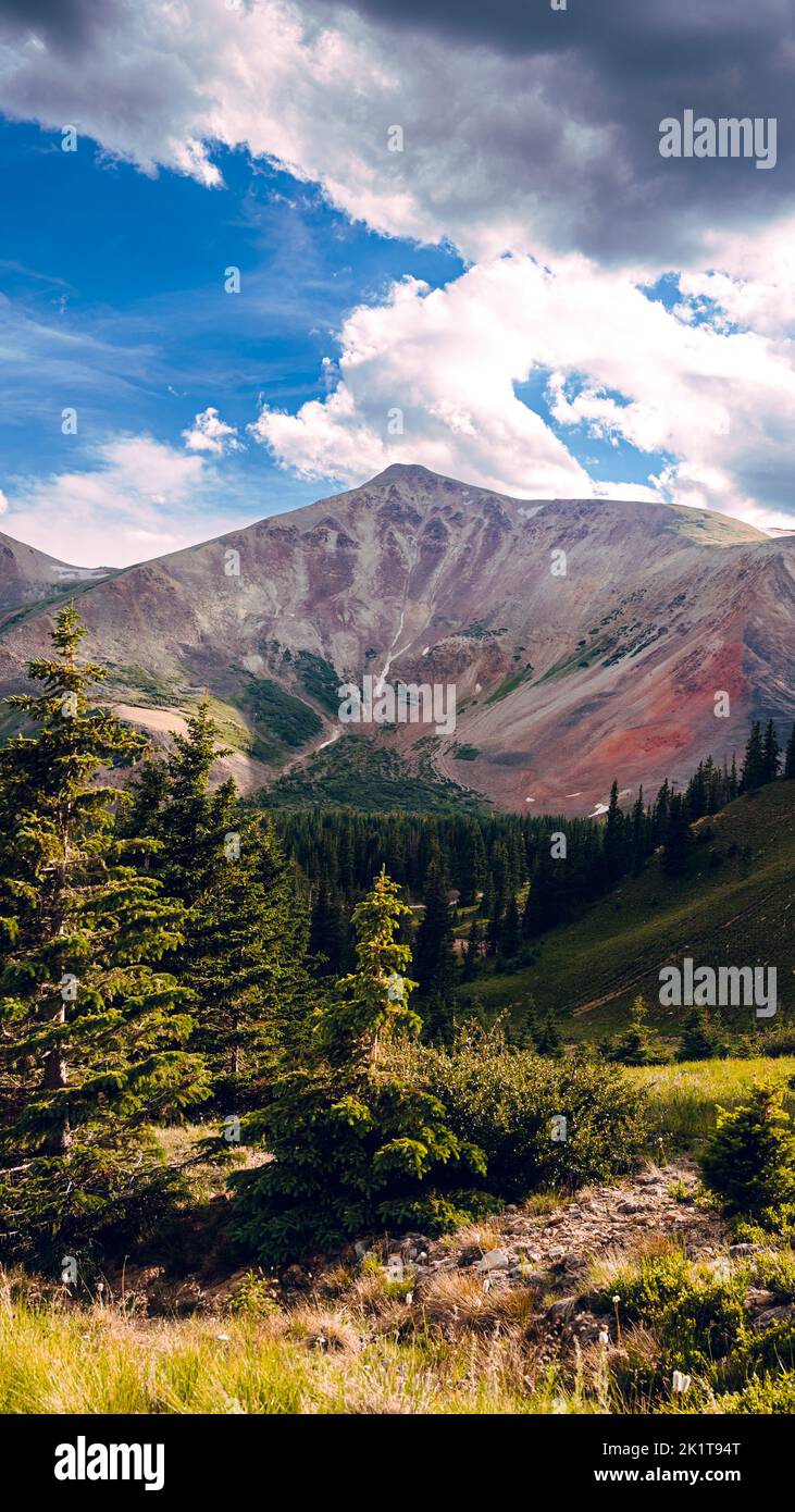 A vertical of fir trees with a mountains in the distance Stock Photo ...