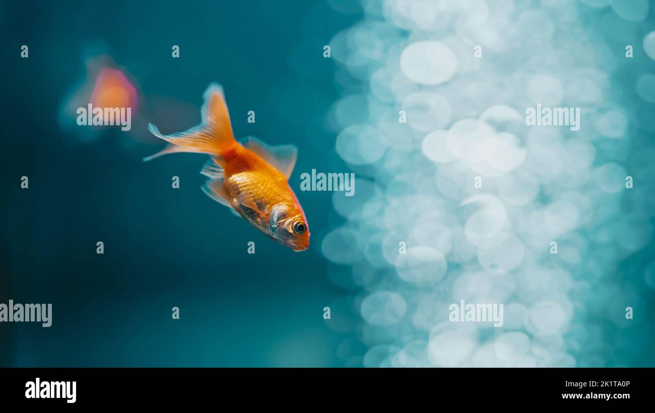 Close up footage beautiful aquarium hi-res stock photography and images ...