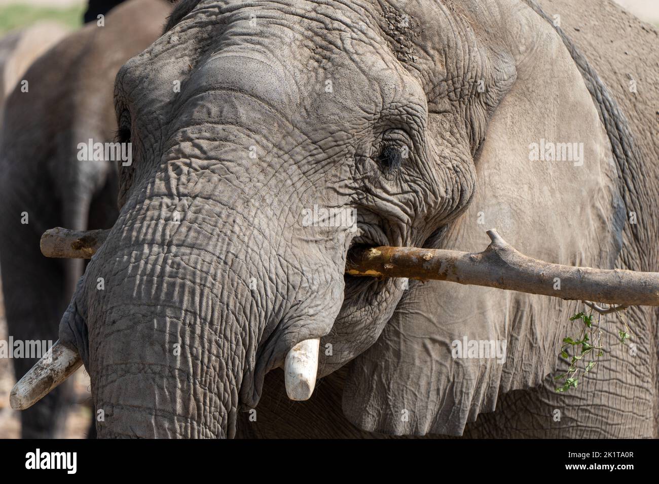 Elephant branch holding hi-res stock photography and images - Alamy