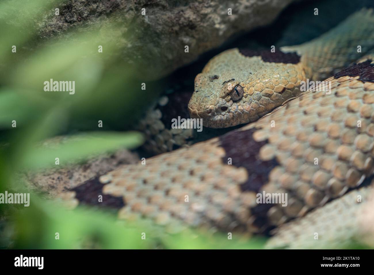 Venomous snake head hi-res stock photography and images - Alamy