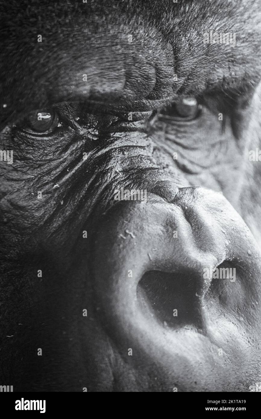 A vertical grayscale shot of the face of a gorilla Stock Photo - Alamy