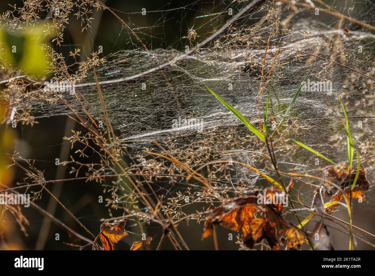 Autumn spider web in the forest, lit by the first rays of the sun ...