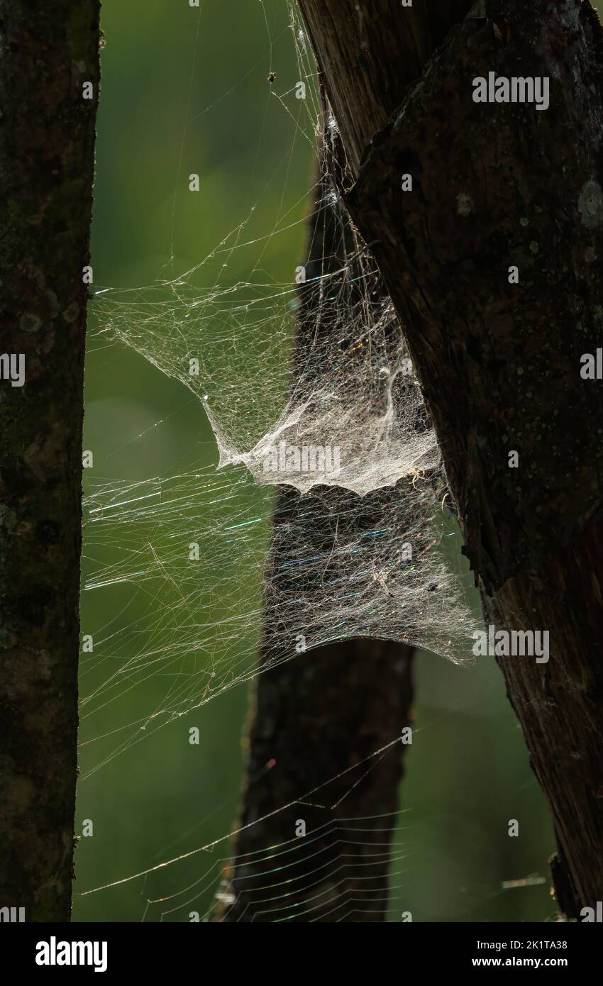 Black wood spider hi-res stock photography and images - Alamy