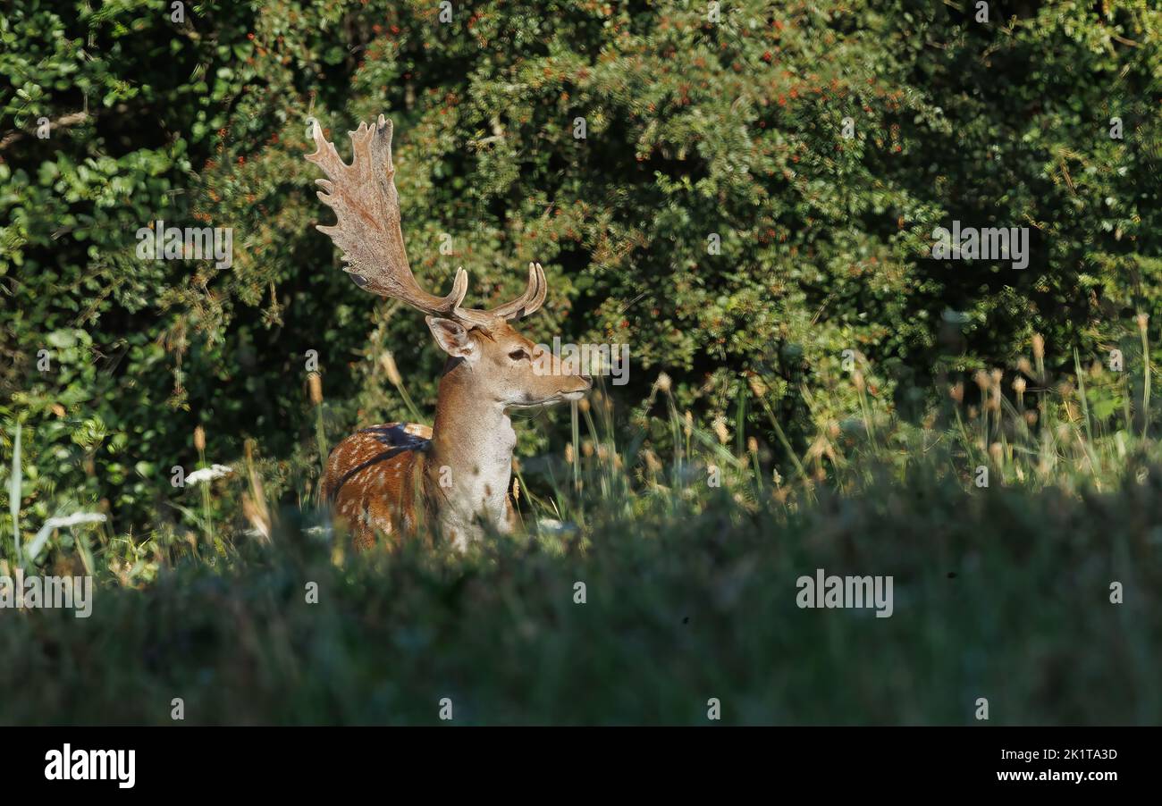 European fallow deer bull (Dama dama) among tall grasses in a mid ...