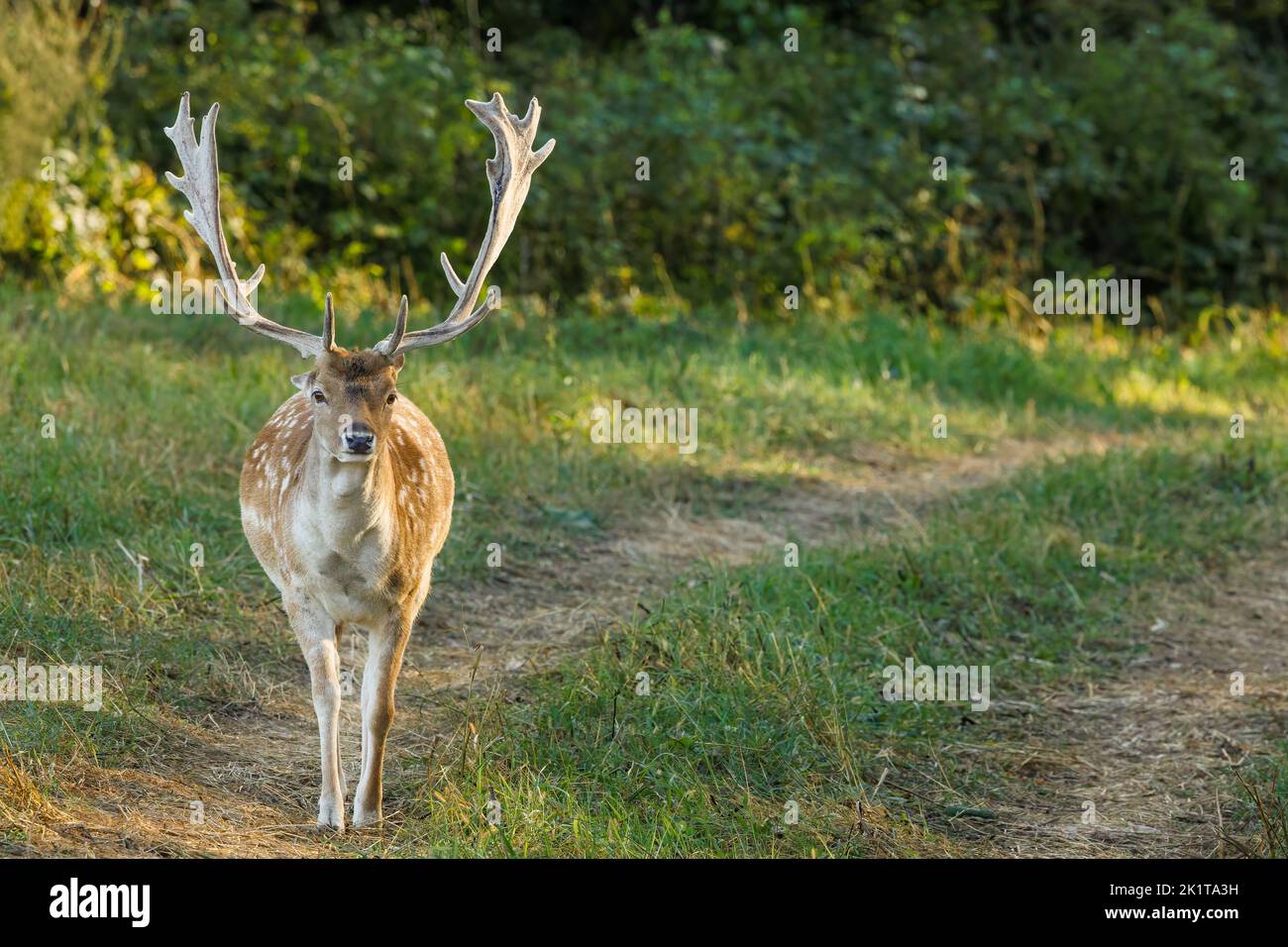European fallow deer bull (Dama dama) among tall grasses in a mid ...