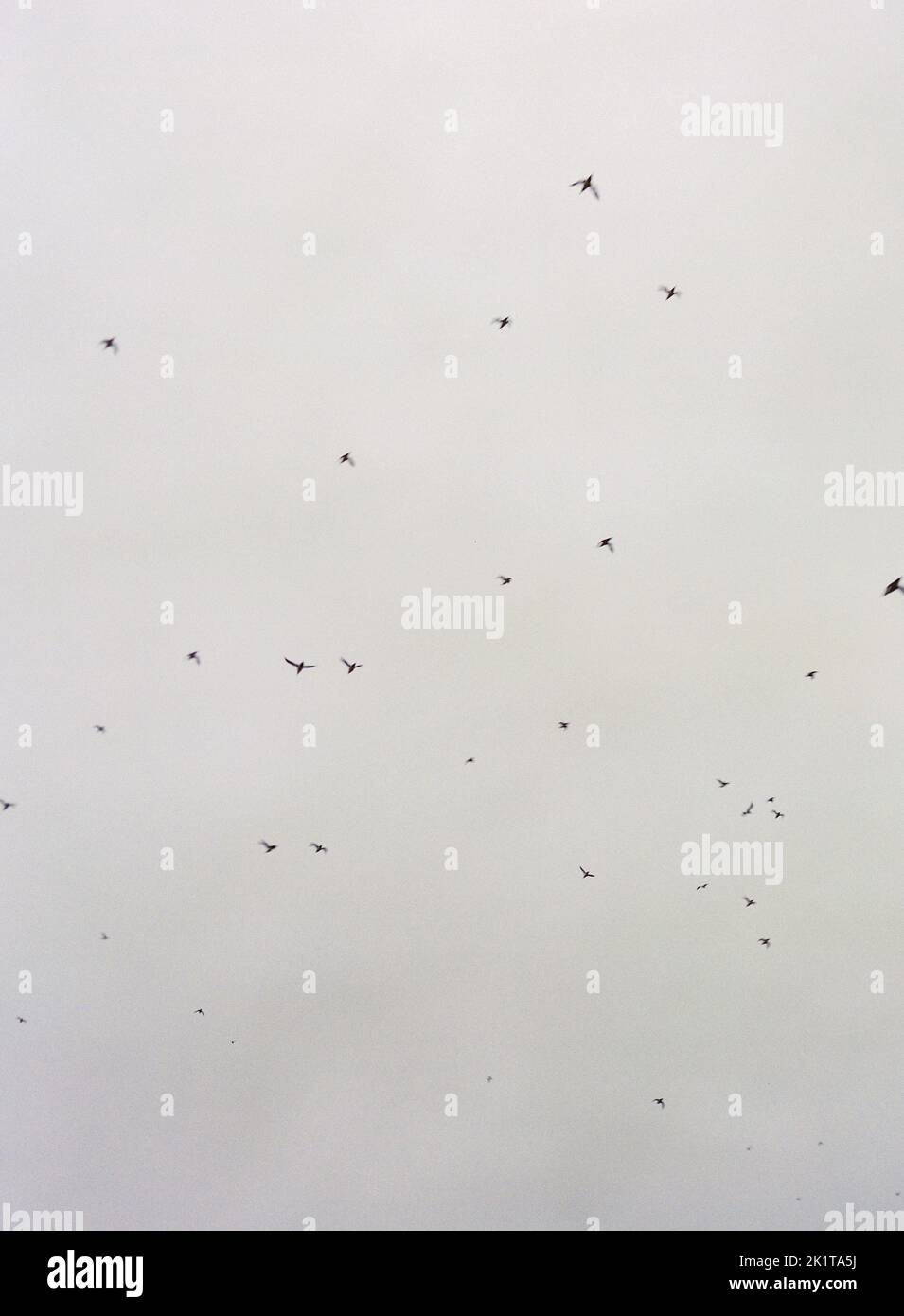 A vertical minimalistic shot of the birds flying in the sky Stock Photo ...