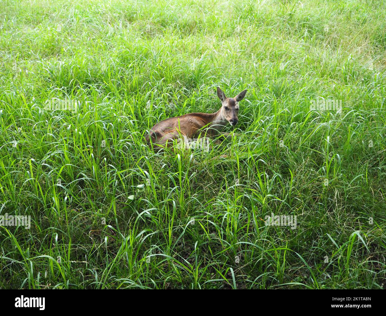 A closeup of the doe of roe deer, Capreolus capreolus lying on the ...