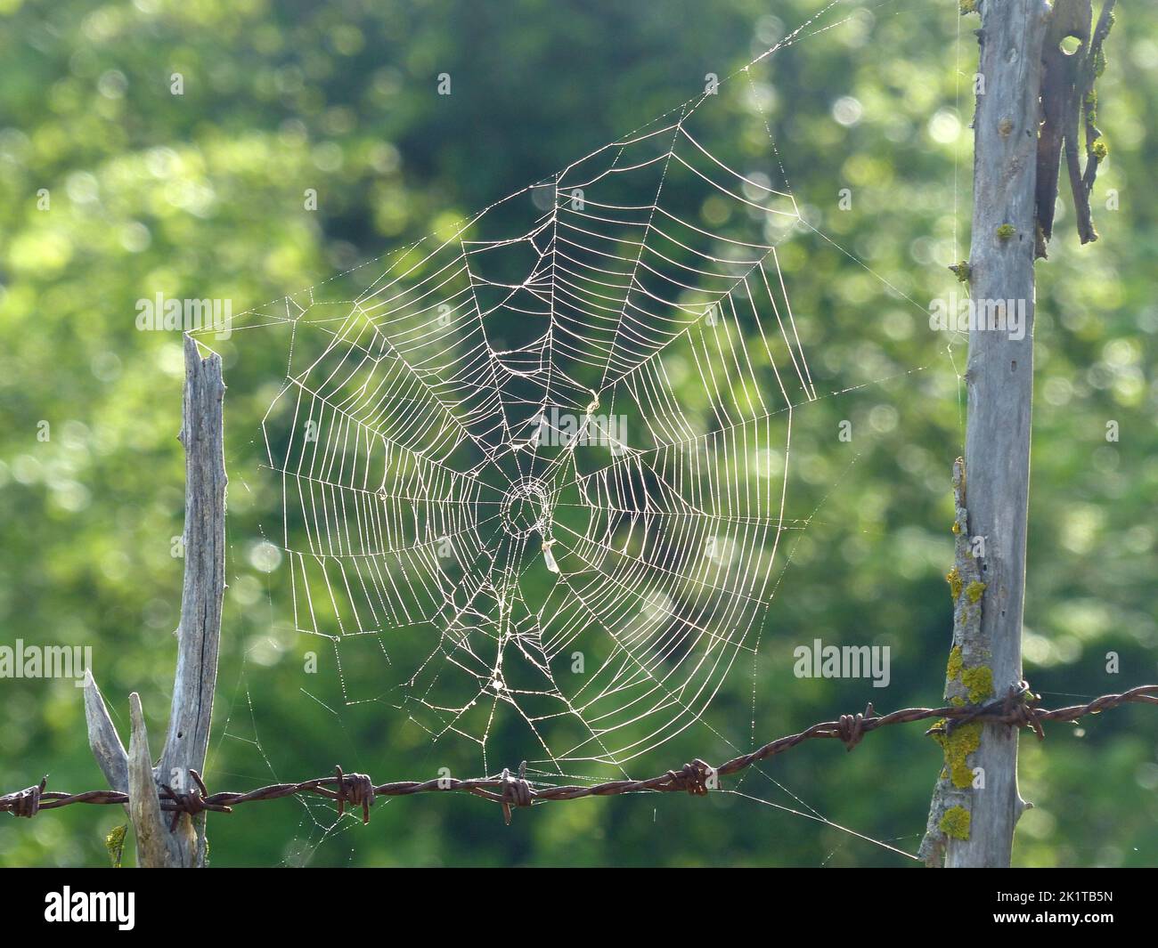 Spider web between two branches hi-res stock photography and images - Alamy