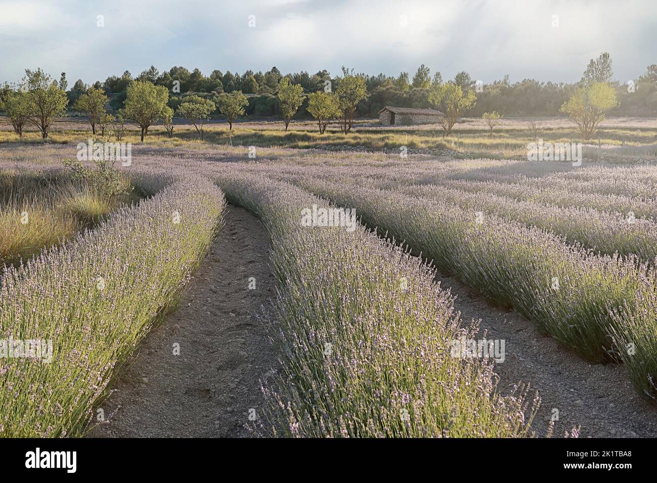 A lavender field in bloom on a sunny day.Straight lines, perpendicular ...