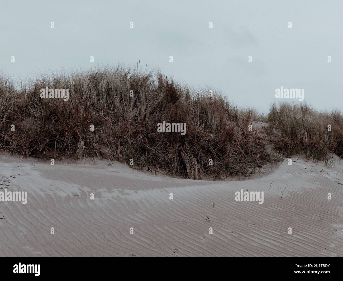 Thickets, shore. Coastal vegetation, landscape, grass on sand Stock ...
