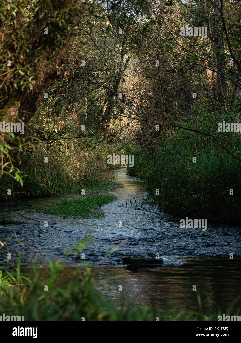 A reed-lined creek flows through a forest Stock Photo - Alamy