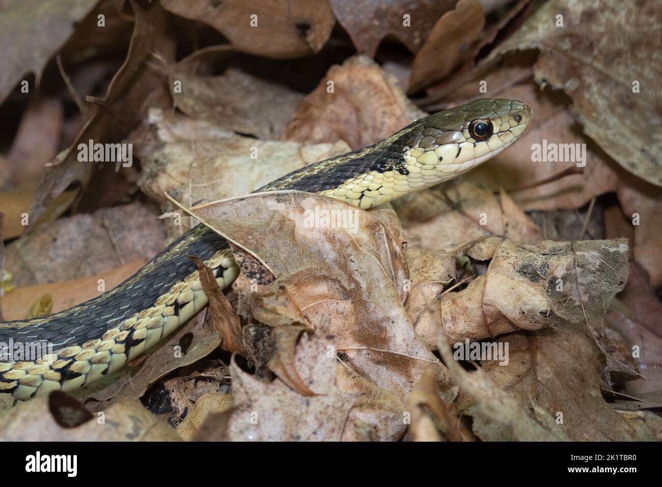 An Eastern Garter Snake among fallen leaves in the Glen Stewart Ravine ...