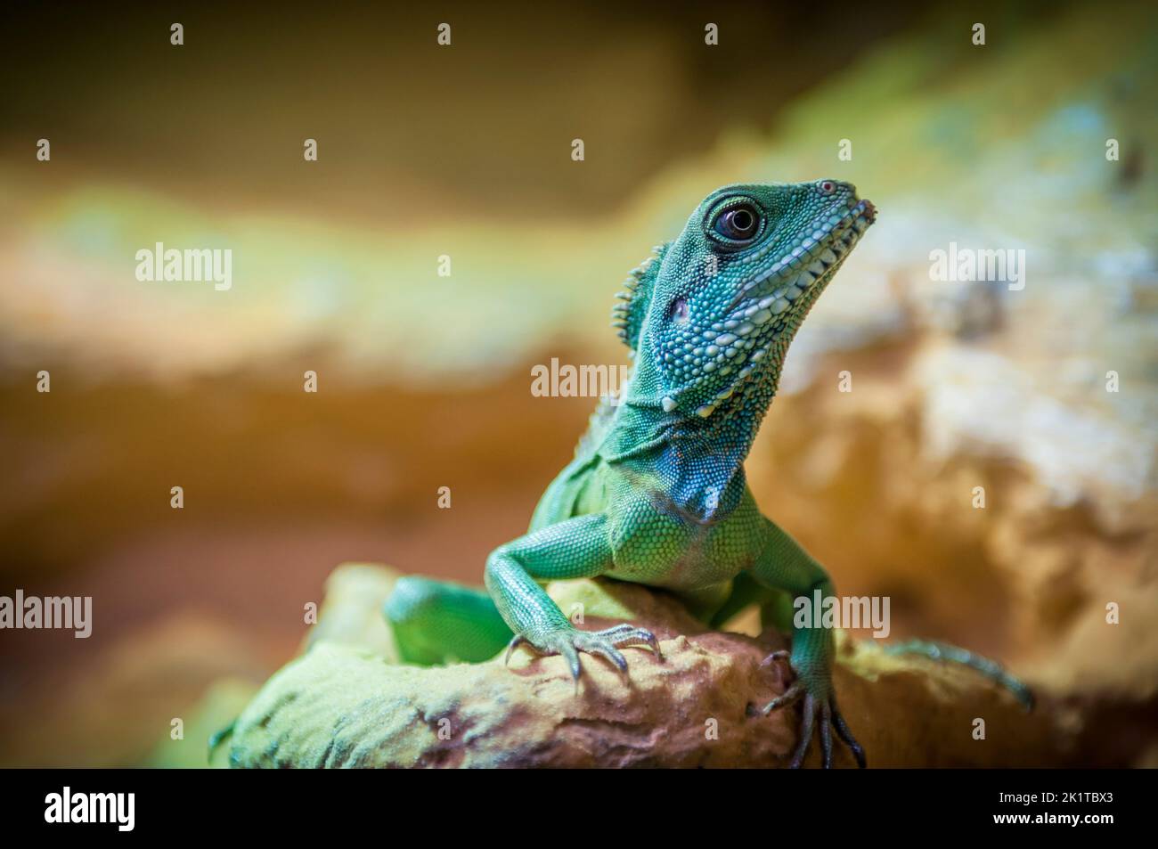 Three-quarter view of a single Green Water Dragon (lat: Physignathus ...