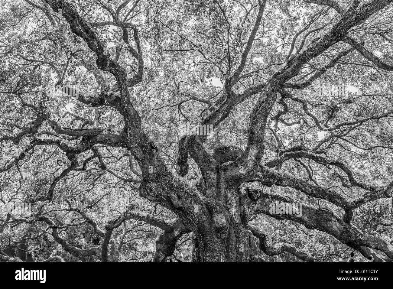 A grayscale low angle shot of a tall tree with twisting branches Stock ...