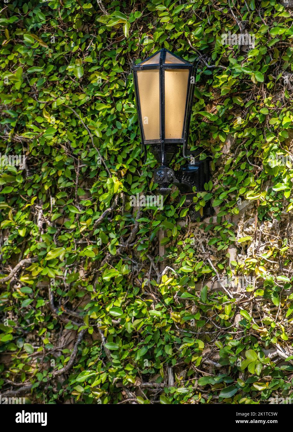 A vertical shot of a wall with growing ivy and a vintage street light ...