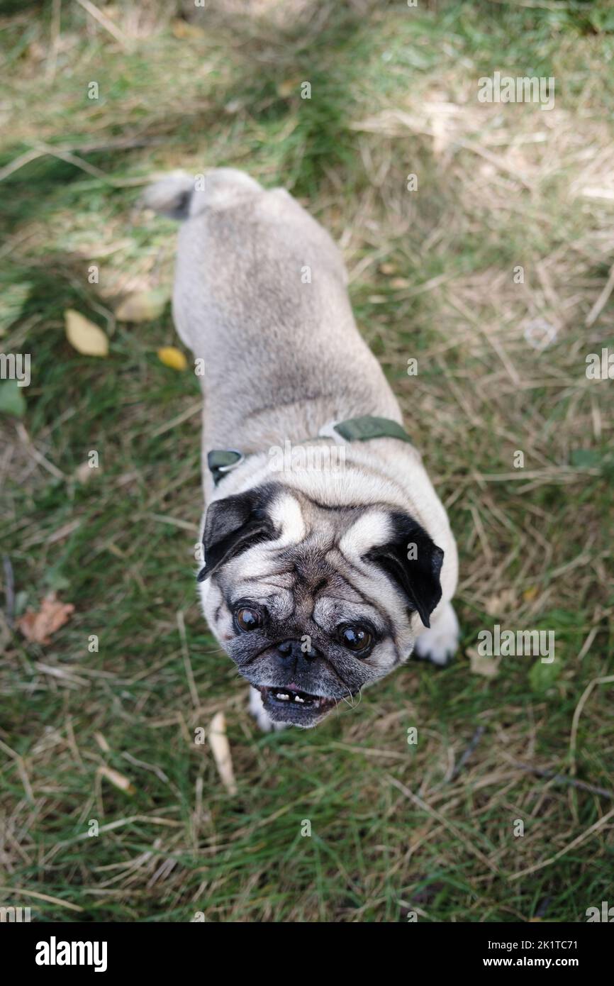 Portrait of a senior pug standing outdoors. Senile purebred pug dog ...