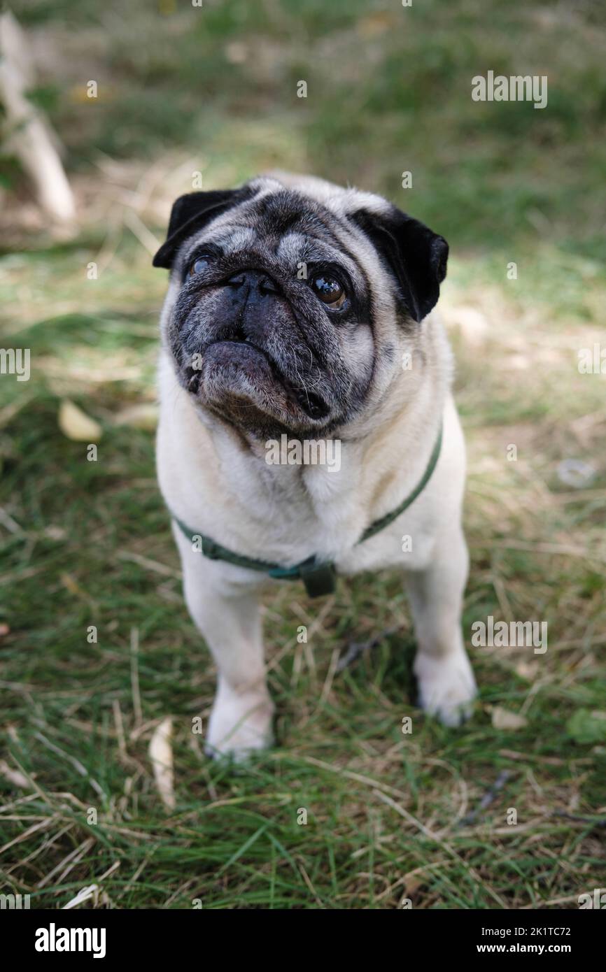 Portrait of a senior pug standing outdoors. Senile purebred pug dog ...