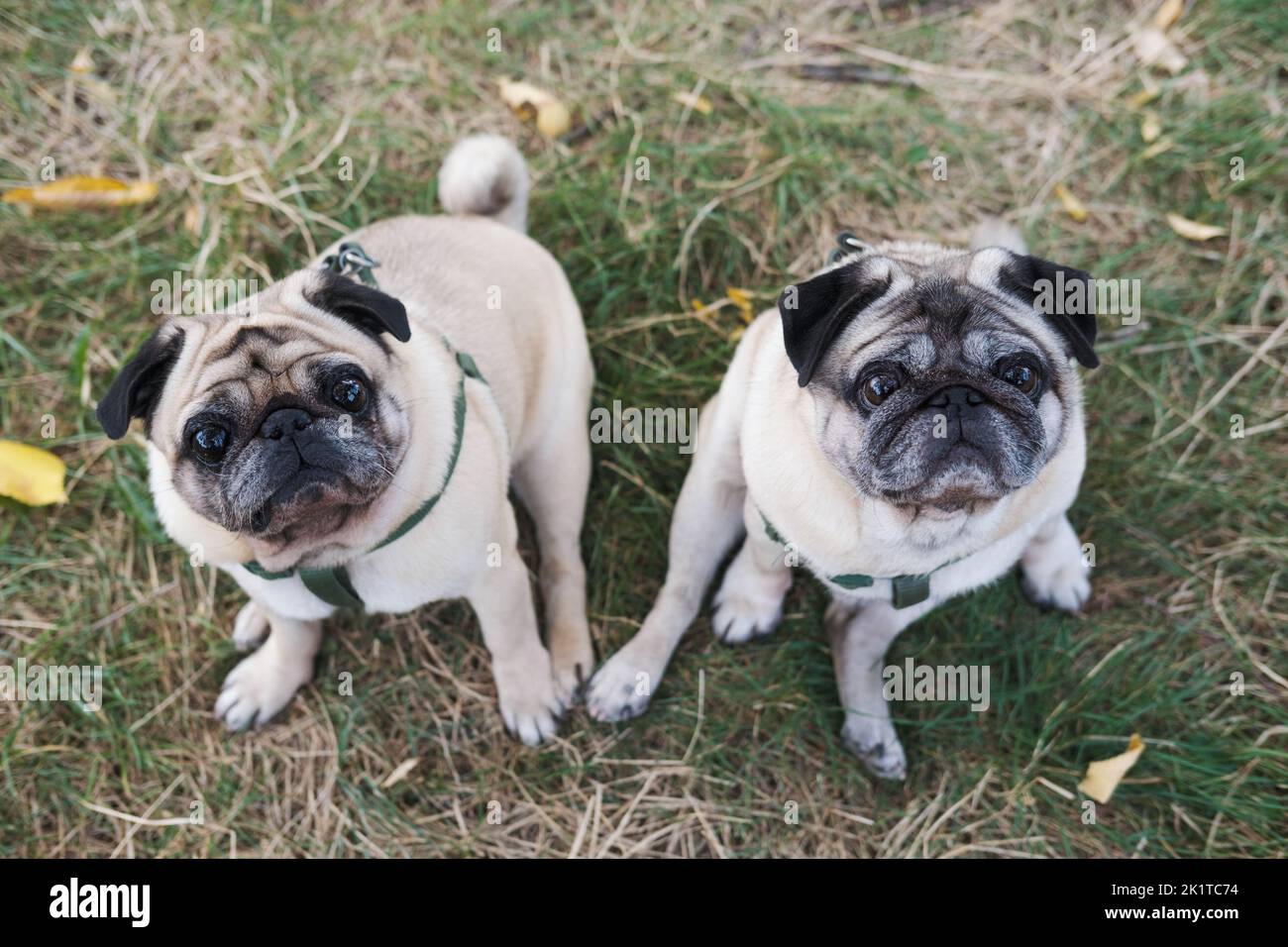 Two pugs sitting on the grass looking up. Portrait of two funny old ...