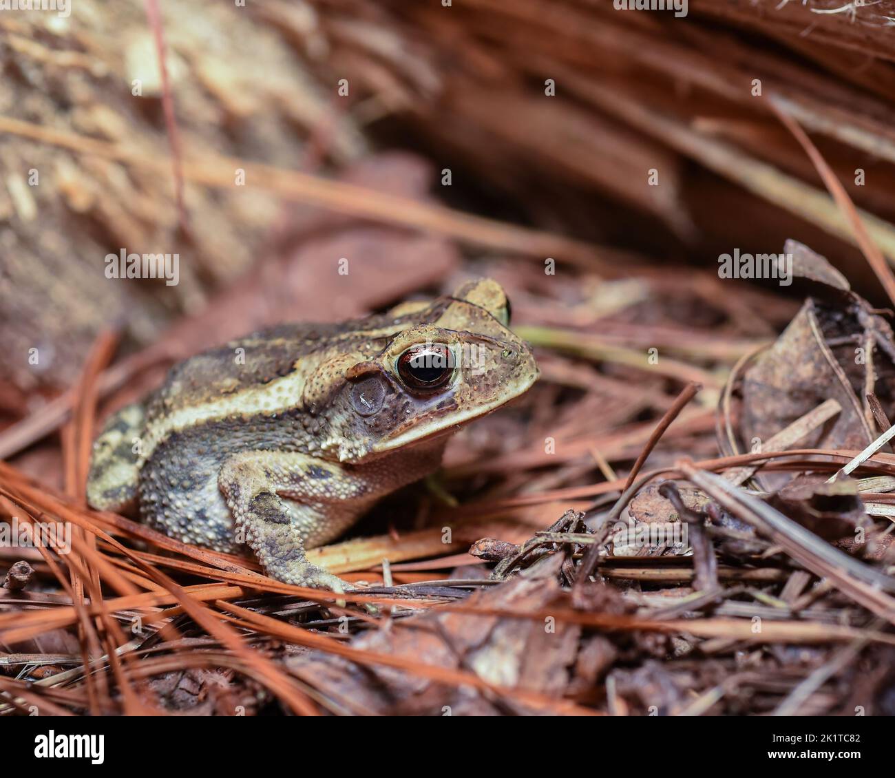 A closeup shot of a coastal Plains Toad (Incilius nebulifer) on dry ...
