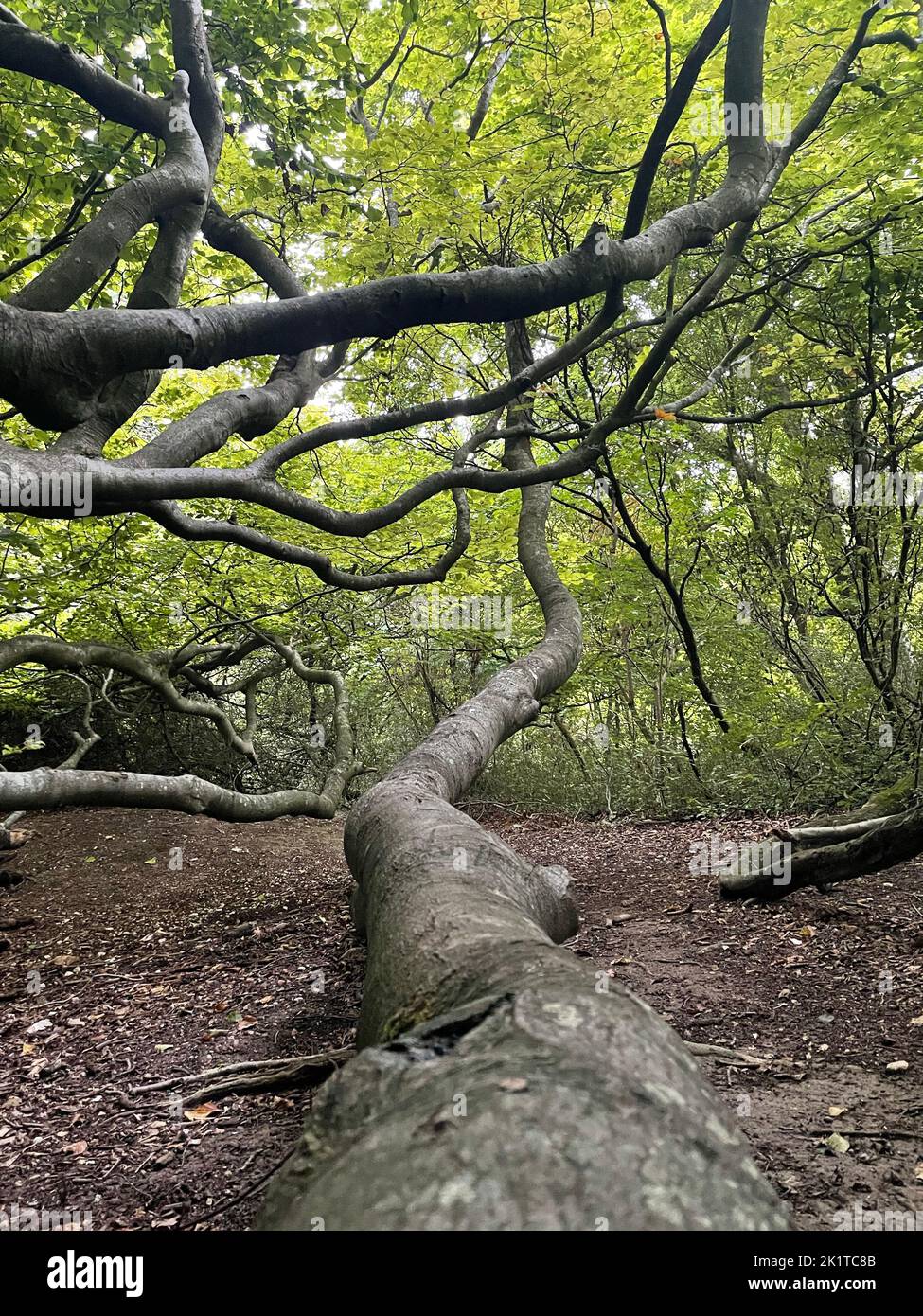 A vertical shot of a tall tree growing along the forest floor Stock ...