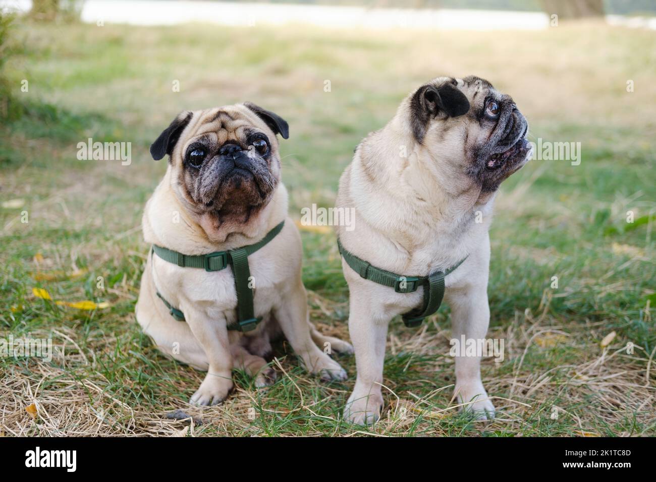 Two pugs sitting on the grass posing for a camera. Portrait of two ...