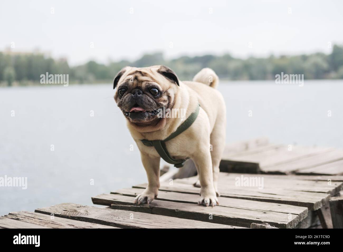 Funny little pug standing by the water. Pedigree dog portrait in ...