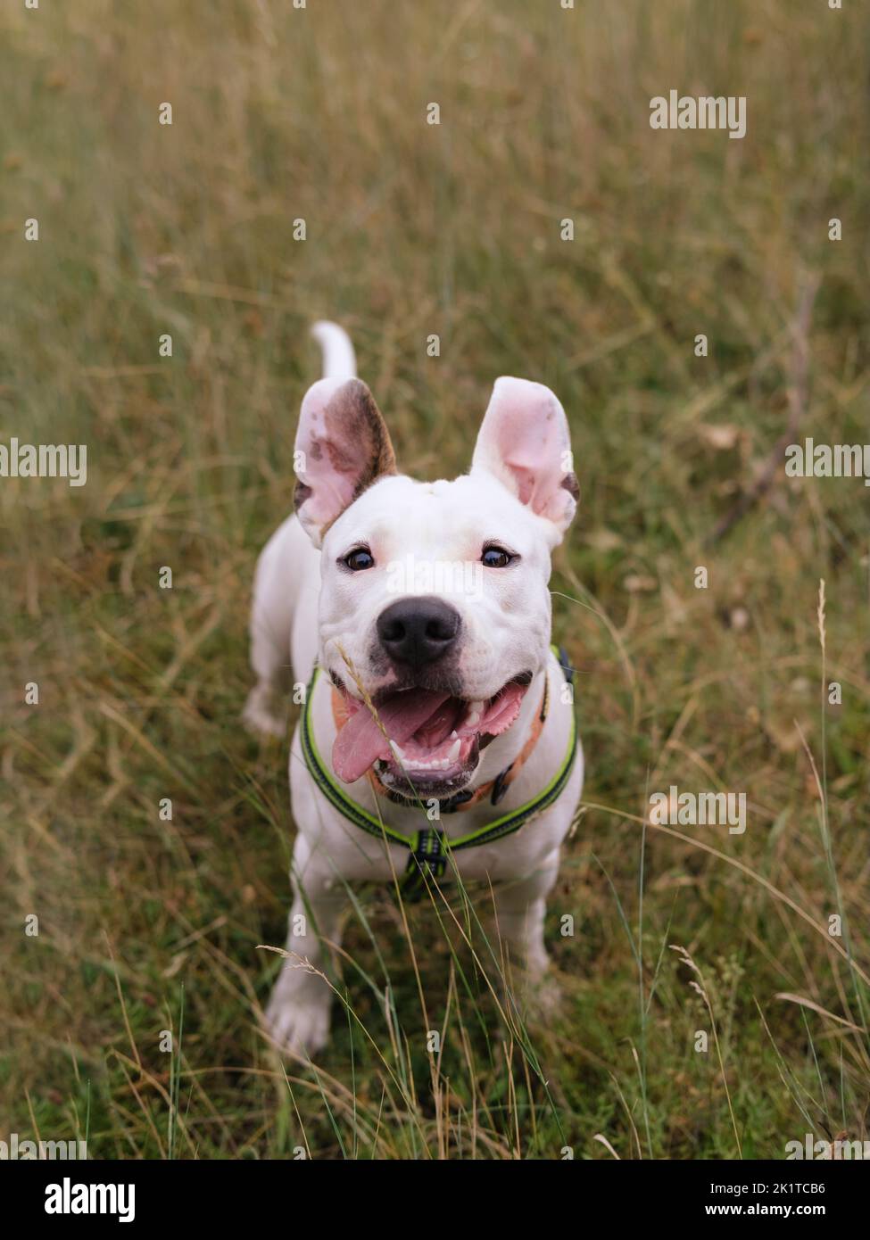 Active and happy young dog in the grey autumn grass. Cute staffordshire ...