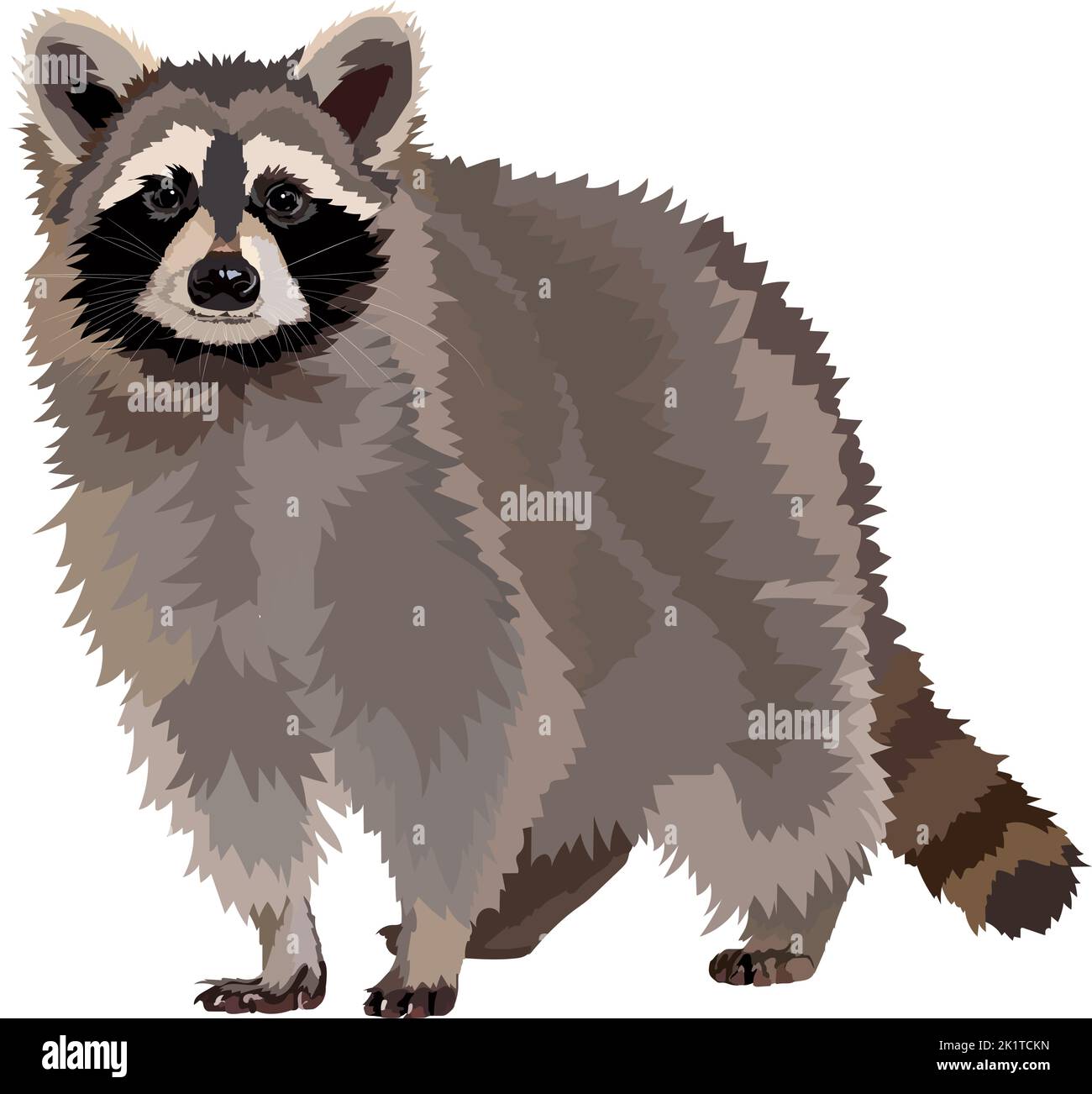 Realistic raccoon vector illustration isolated on white background ... Realistic raccoon vector illustration isolated on white background ...