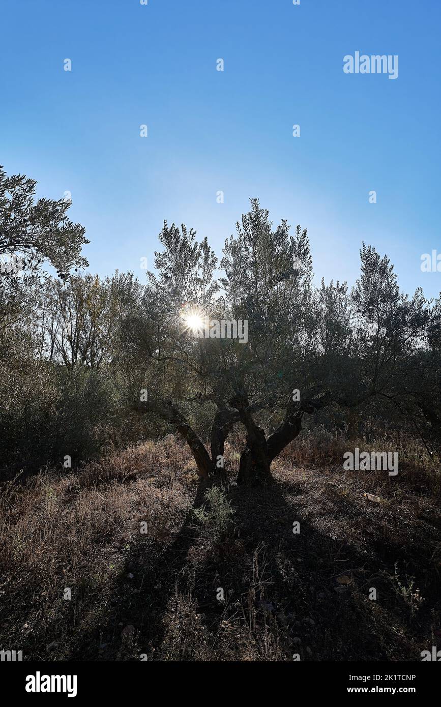 Sunbeams appearing among centenary olive trees. Blue sky, silhouette ...