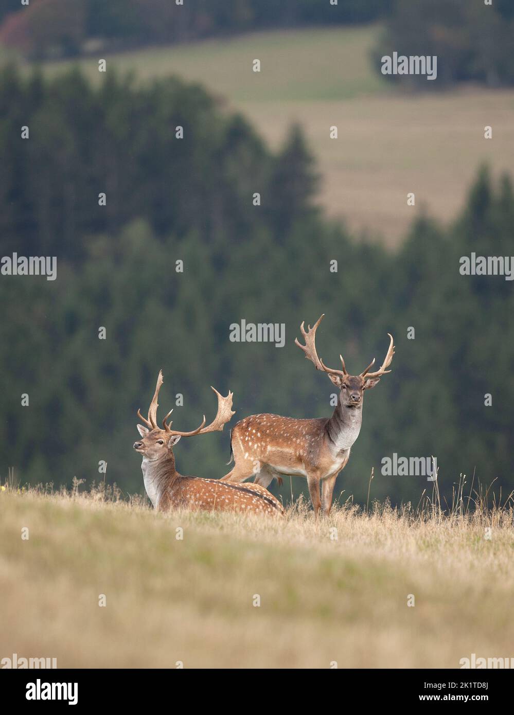 Fallow deer during rutting time. Fallow deer in the autumn. European ...