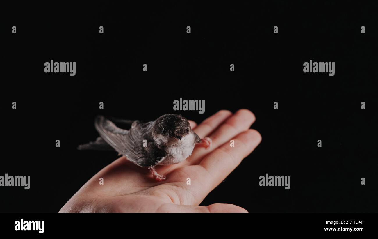 Portrait of barn swallow - hirundo rustica in female hands. Little ...