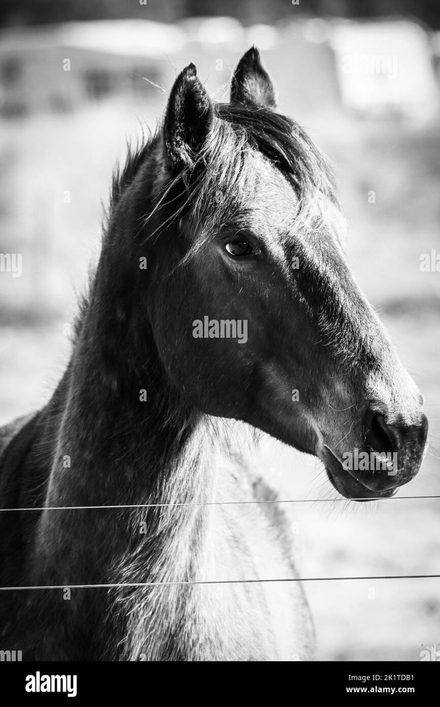 A vertical greyscale portrait of a horse Stock Photo - Alamy