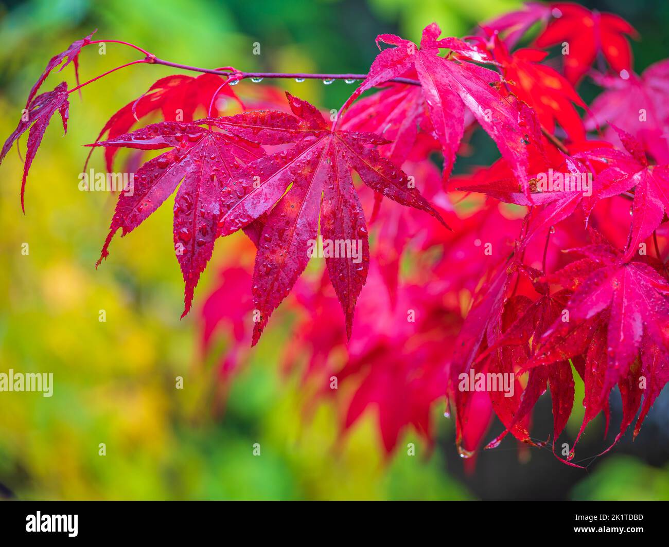 Vibrant red leaves of a Japanese Maple tree in autumn Stock Photo - Alamy
