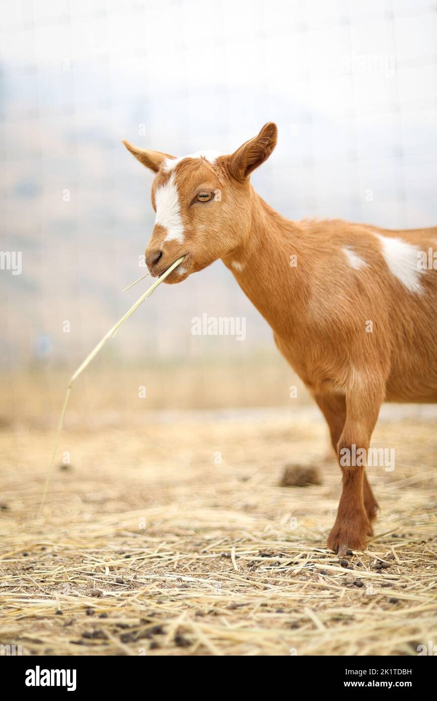 A vertical shot of a brown goat in a field Stock Photo - Alamy