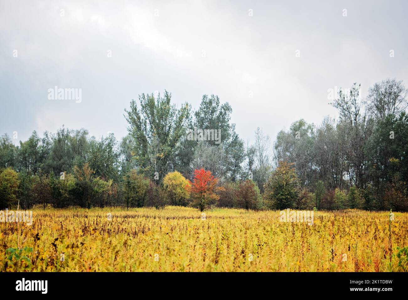 Autumn landscape with one red tree on other yellow and green trees ...