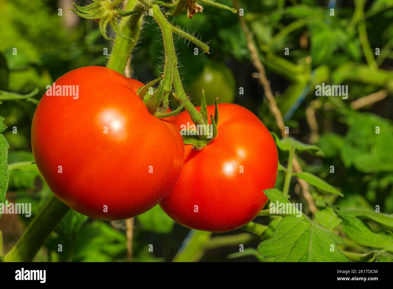 Tomoato hi-res stock photography and images - Alamy