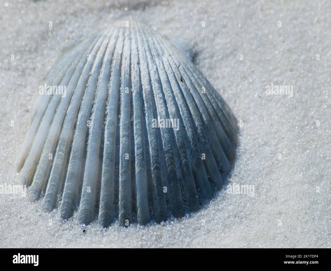 Jingle shell hi-res stock photography and images - Alamy