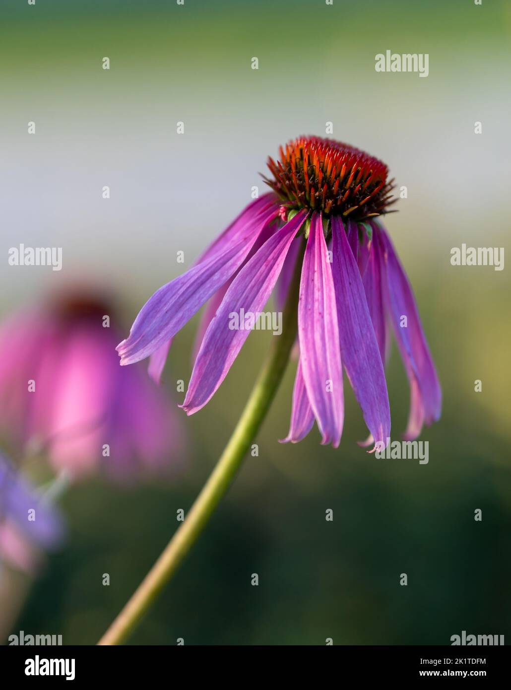 A vertical closeup shot of a blooming purple African daisy Stock Photo ...