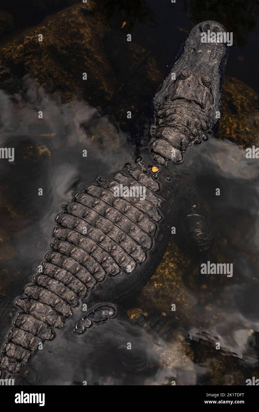A top view of a crocodile in water Stock Photo - Alamy