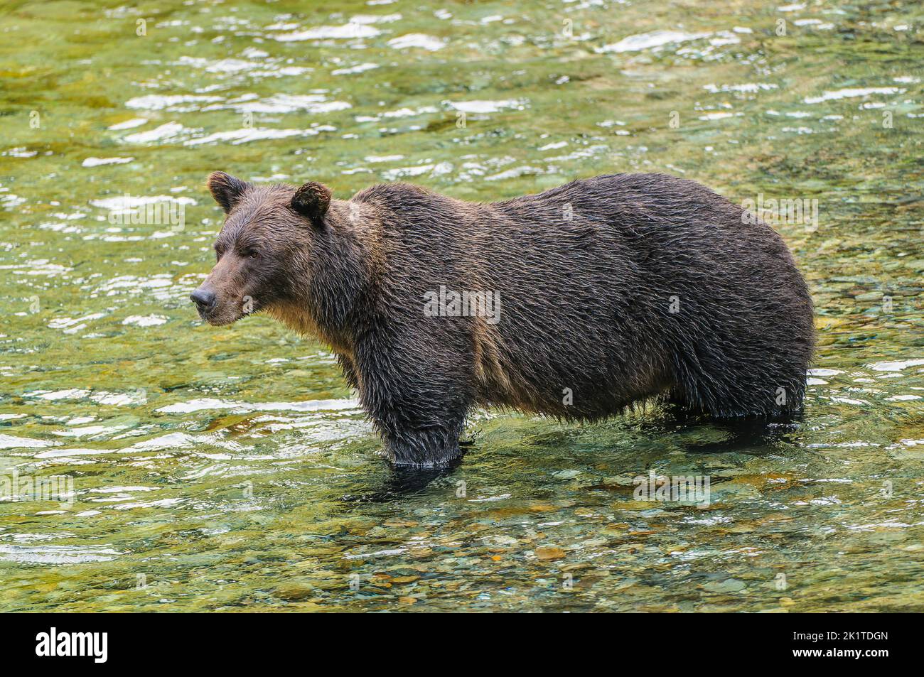 A coastal brown bear wading in a shallow stream looking for spawning ...