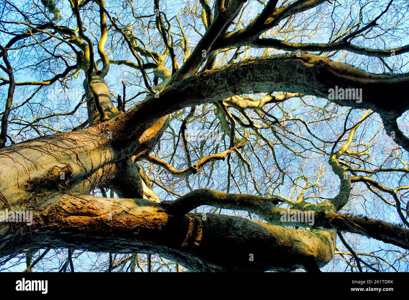 A low angle shot of a big leafless tree with a blue sky background ...