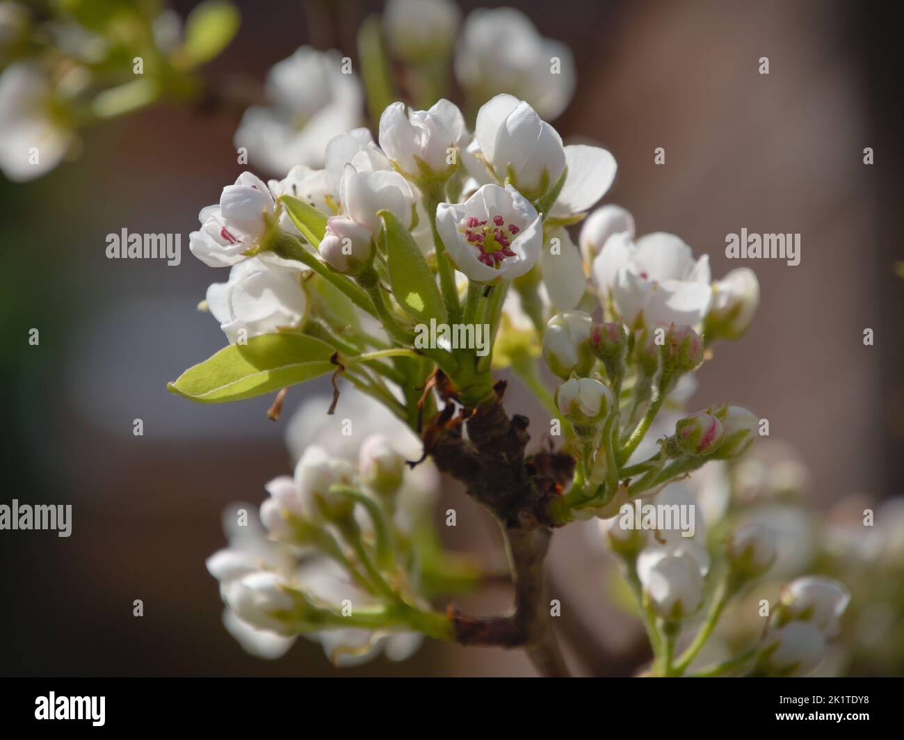 Blooming bradford pear tree hi-res stock photography and images - Alamy