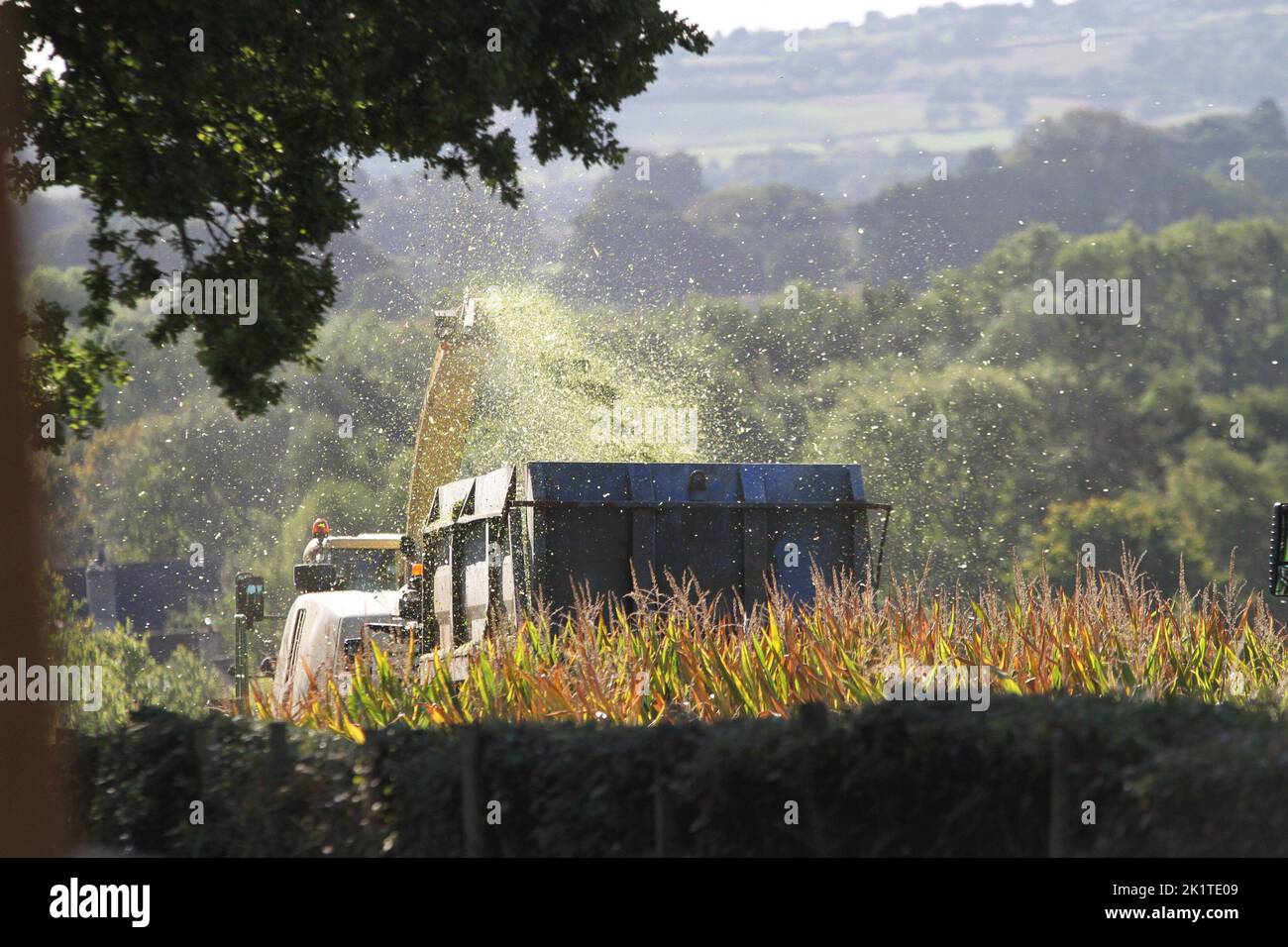 Maize harvest taking place. Combine harvester sending cutting maize ...
