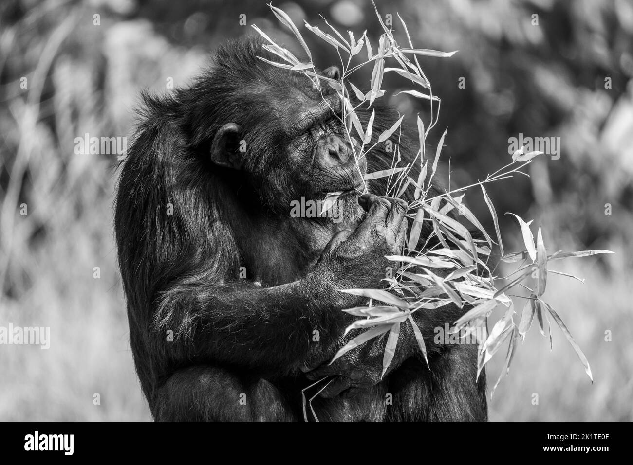 A selective focus of a black chimp eating grass with a blurry ...